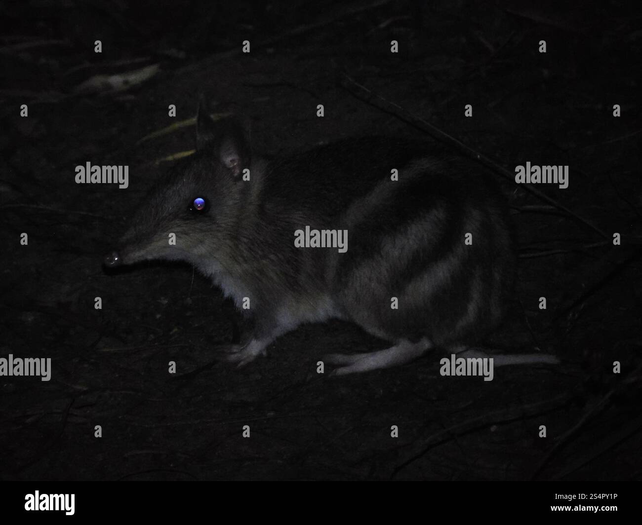 Eastern Barred Bandicoot (Perameles gunnii Stock Photo - Alamy
