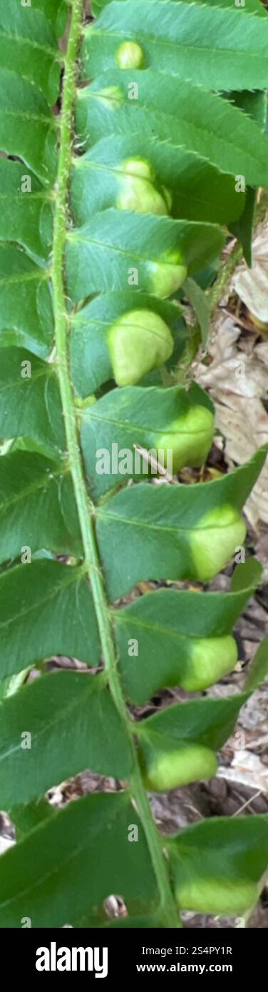 Christmas fern leaf curl (Taphrina polystichi Stock Photo - Alamy