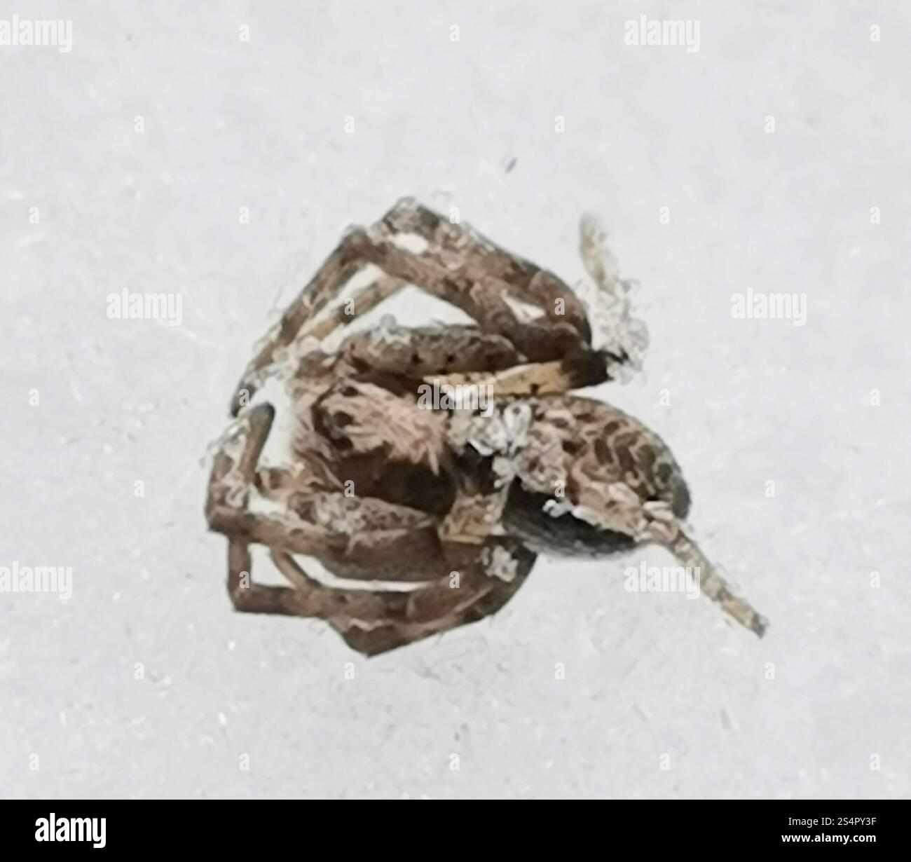 Running Crab Spiders (Philodromus Stock Photo - Alamy