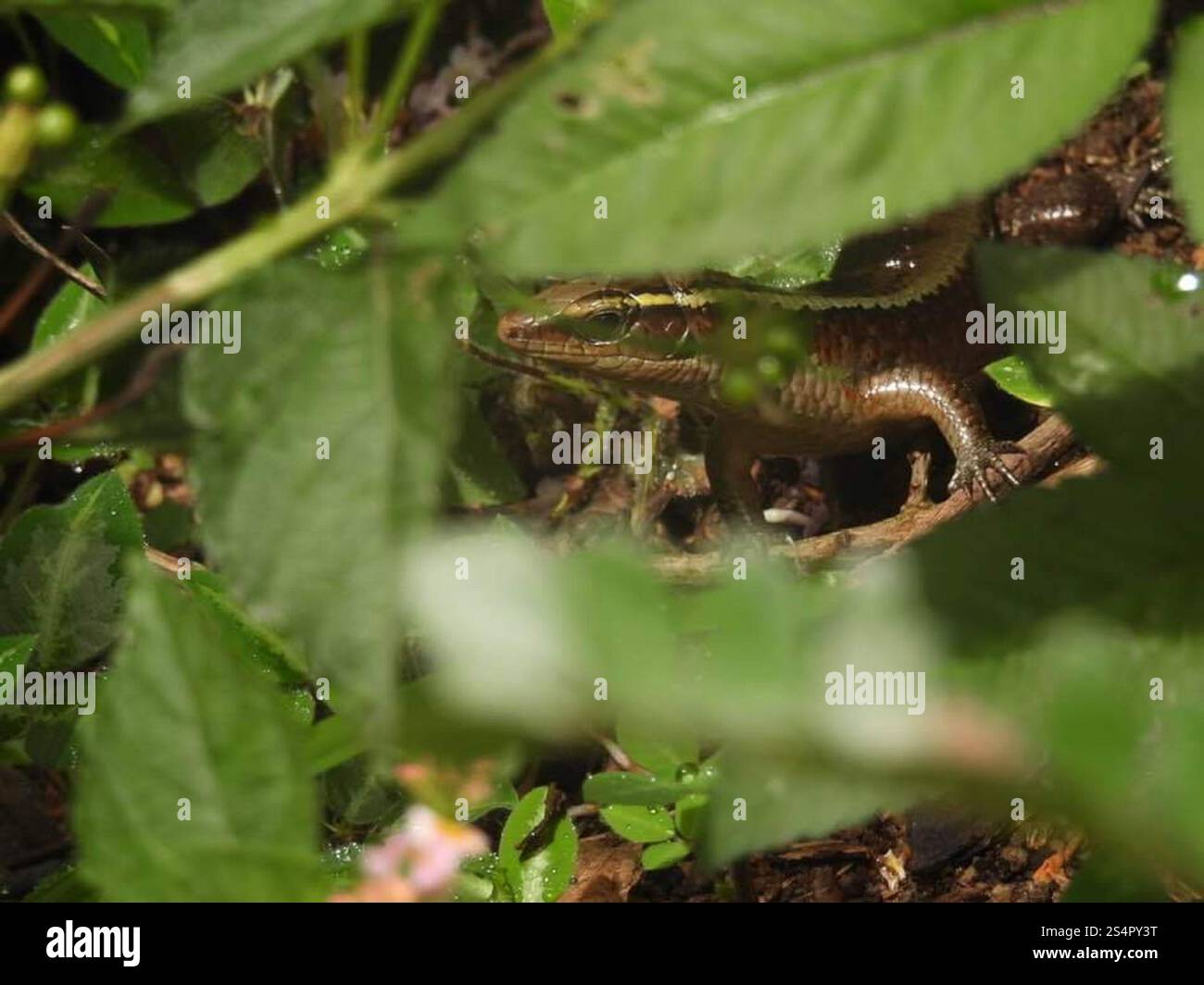 Madagascar Girdled Lizard (Zonosaurus madagascariensis Stock Photo - Alamy
