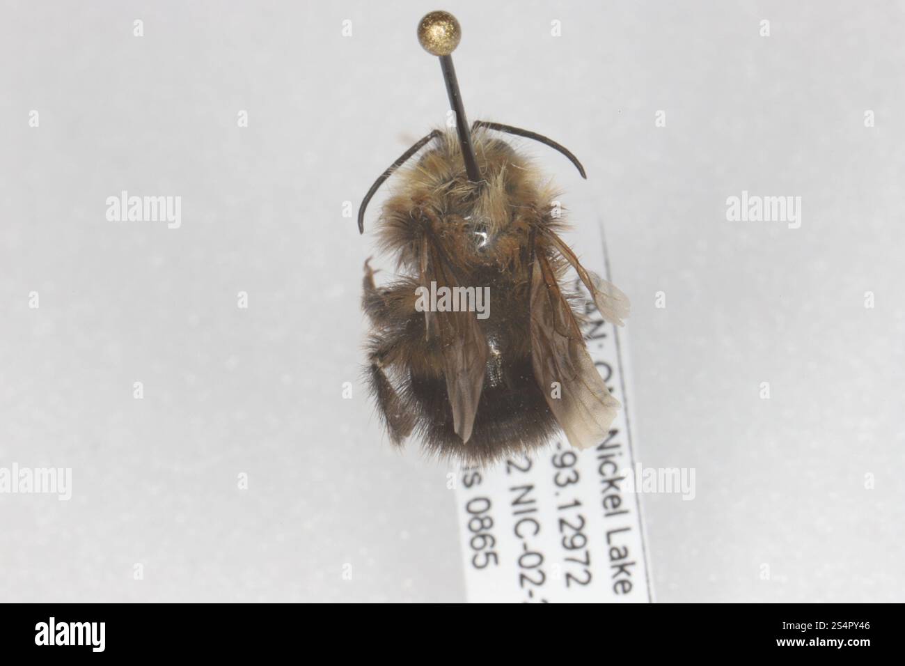 Perplexing Bumble Bee (Bombus perplexus Stock Photo - Alamy