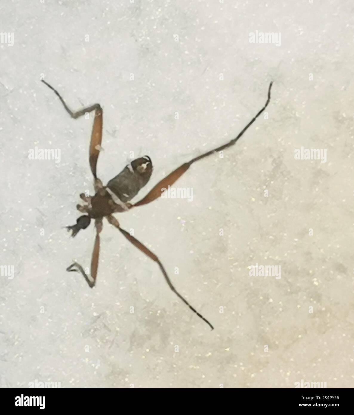 Snow Flies (Chionea Stock Photo - Alamy