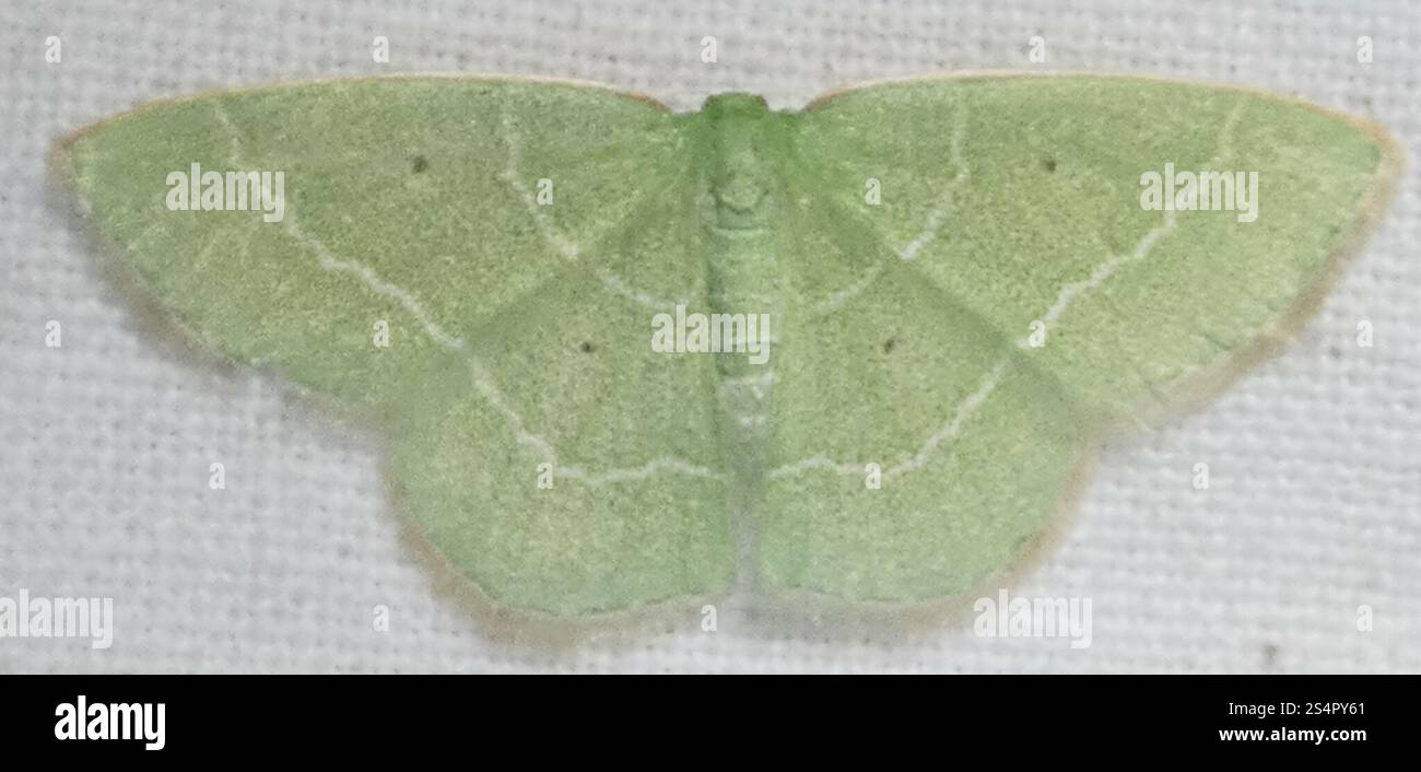 Cypress Emerald (Nemoria elfa Stock Photo - Alamy