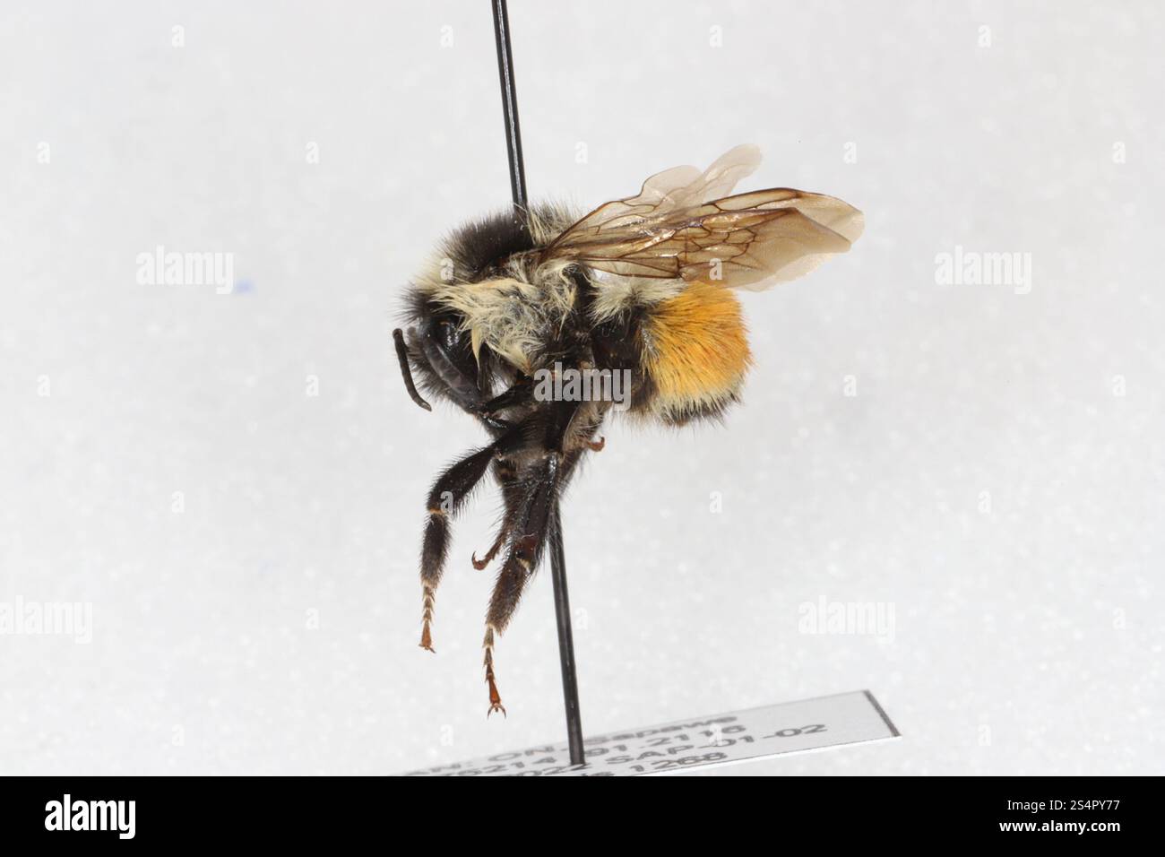 Tricolored Bumble Bee (Bombus ternarius Stock Photo - Alamy