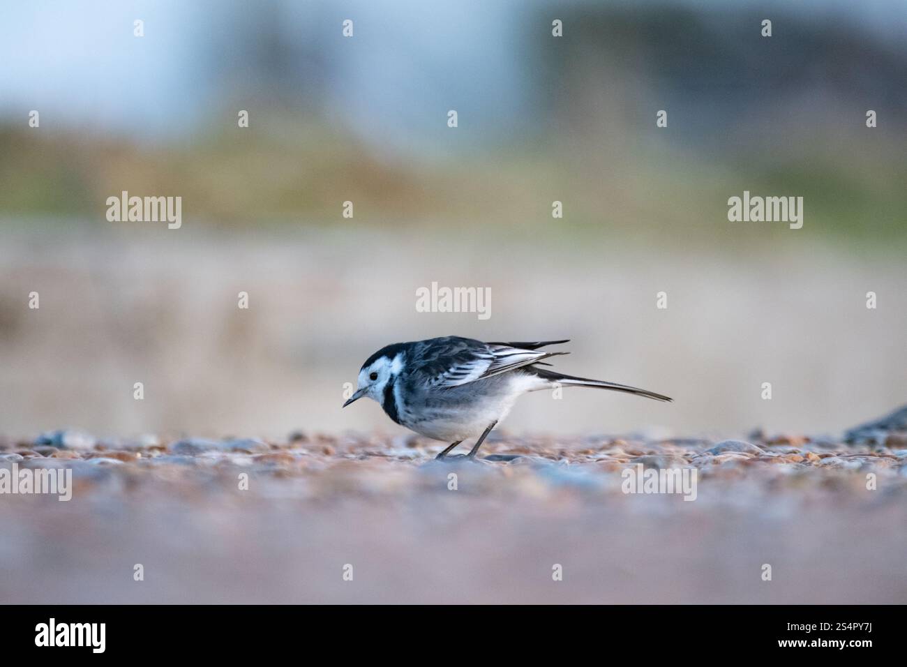 pied wagtail walking on gravel Stock Photo - Alamy