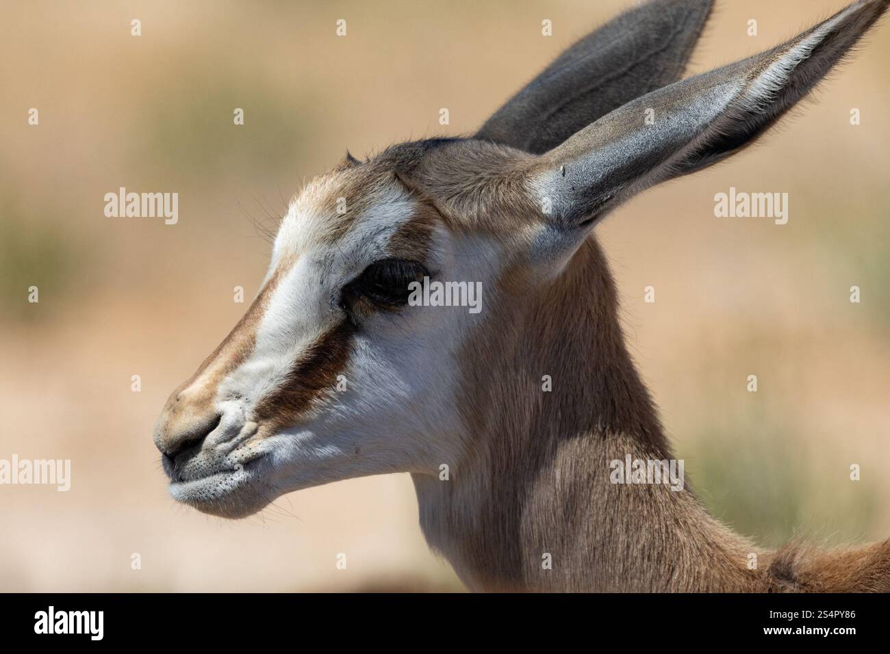 Springbok baby south africa hi-res stock photography and images - Alamy