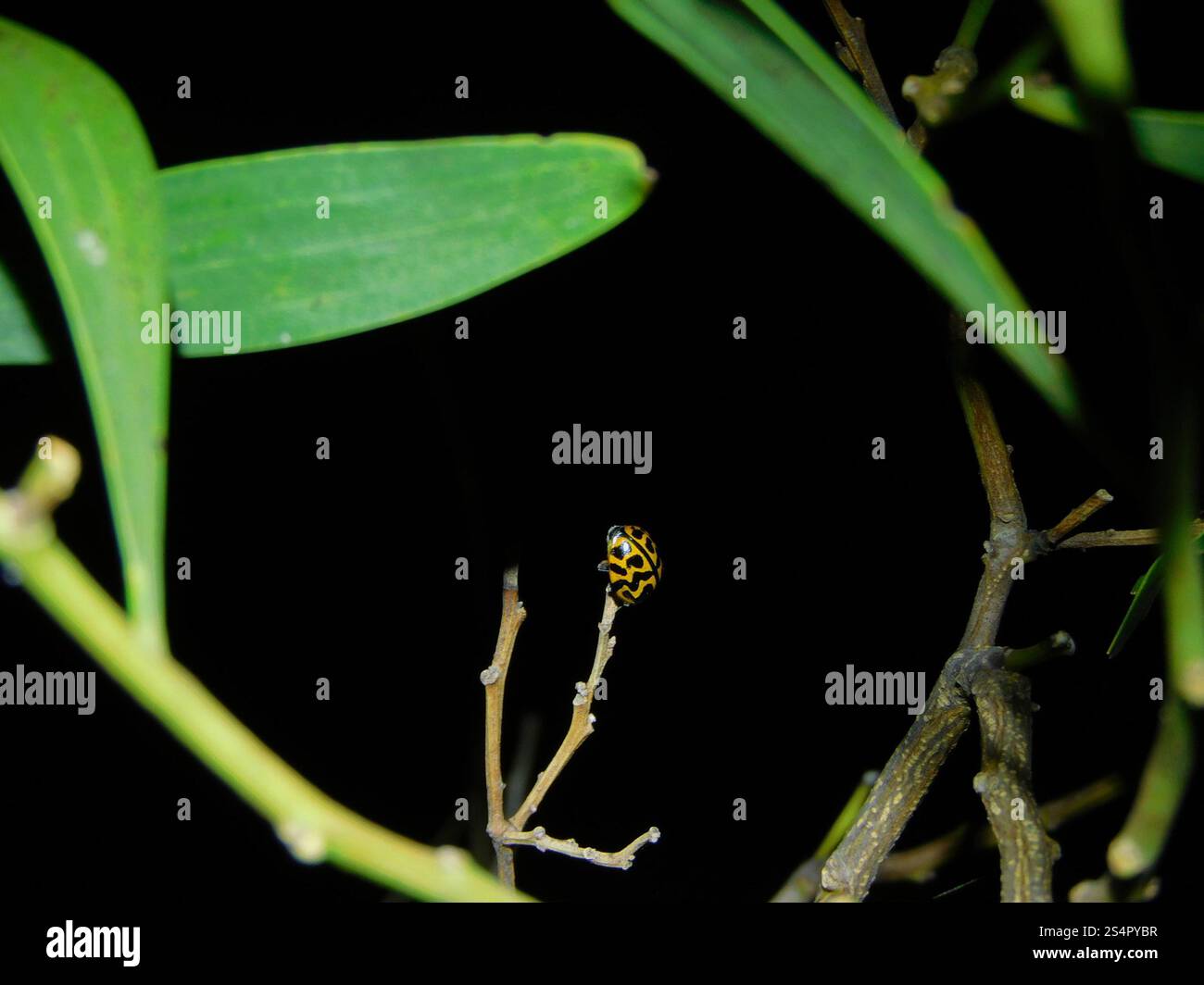 Tasmanian Ladybird (Cleobora mellyi Stock Photo - Alamy