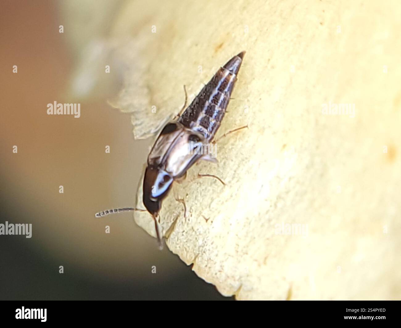 Lordithon hi-res stock photography and images - Alamy