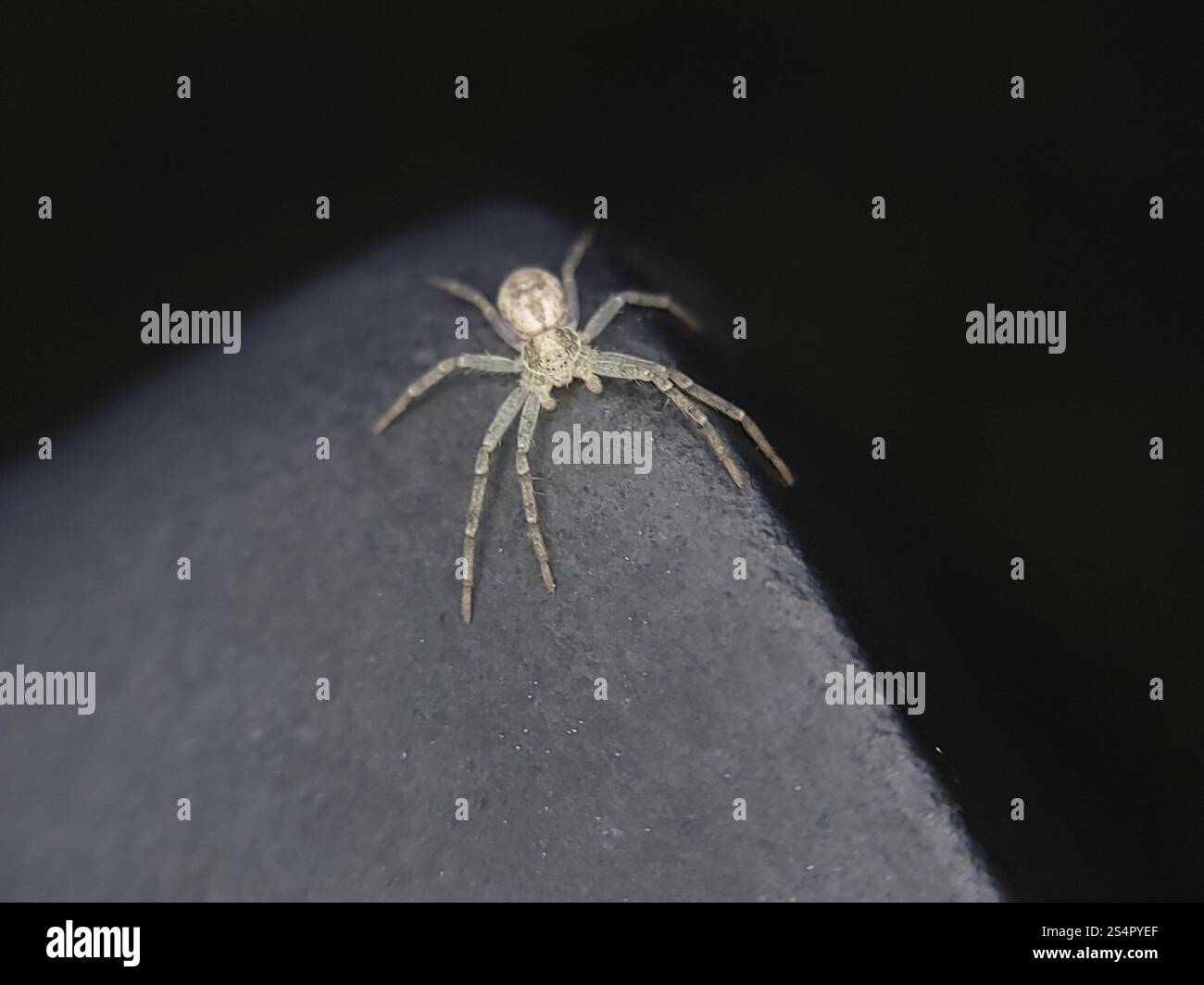 Running Crab Spiders (Philodromidae Stock Photo - Alamy