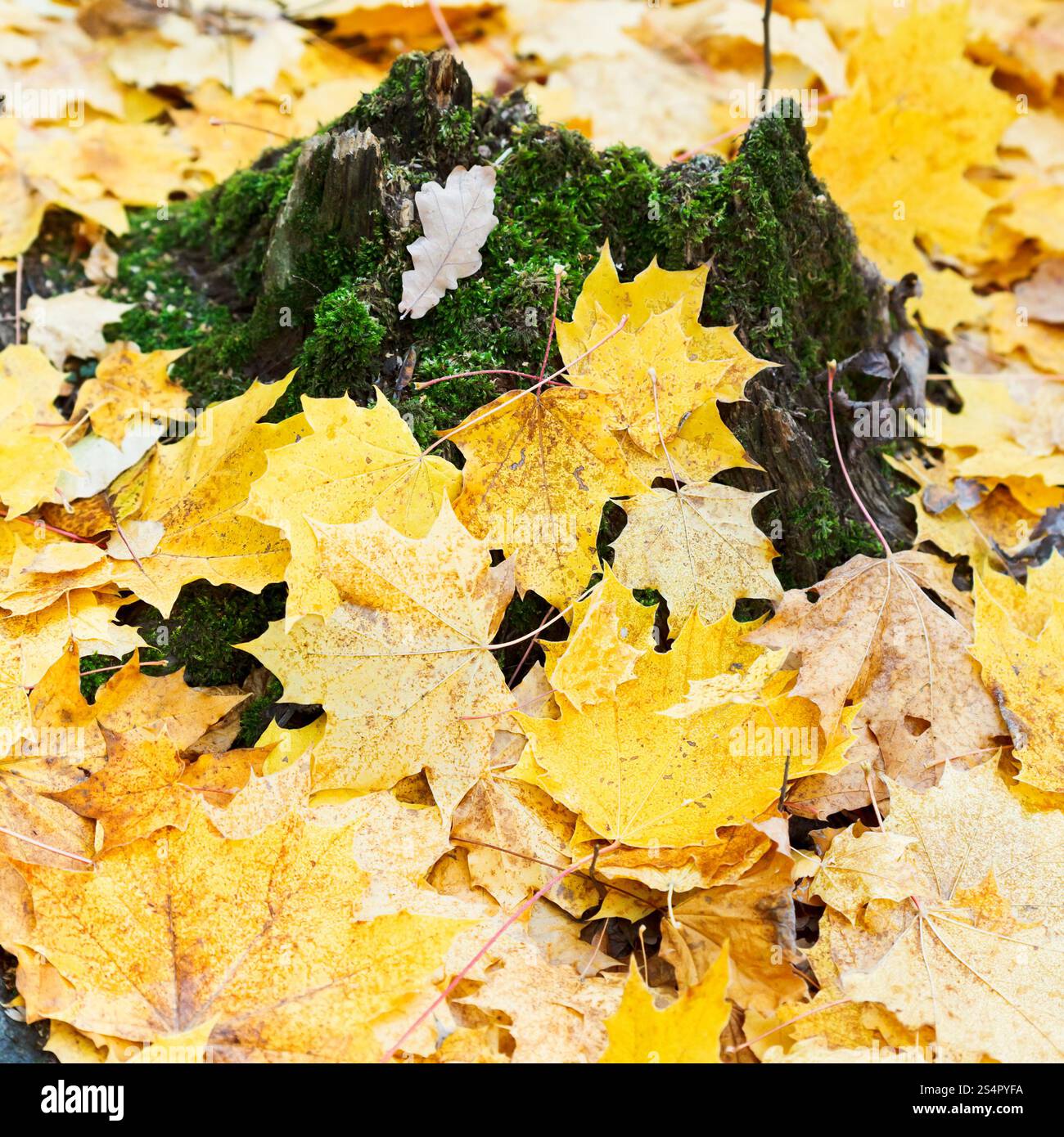 Mossy tree stump in hi-res stock photography and images - Alamy