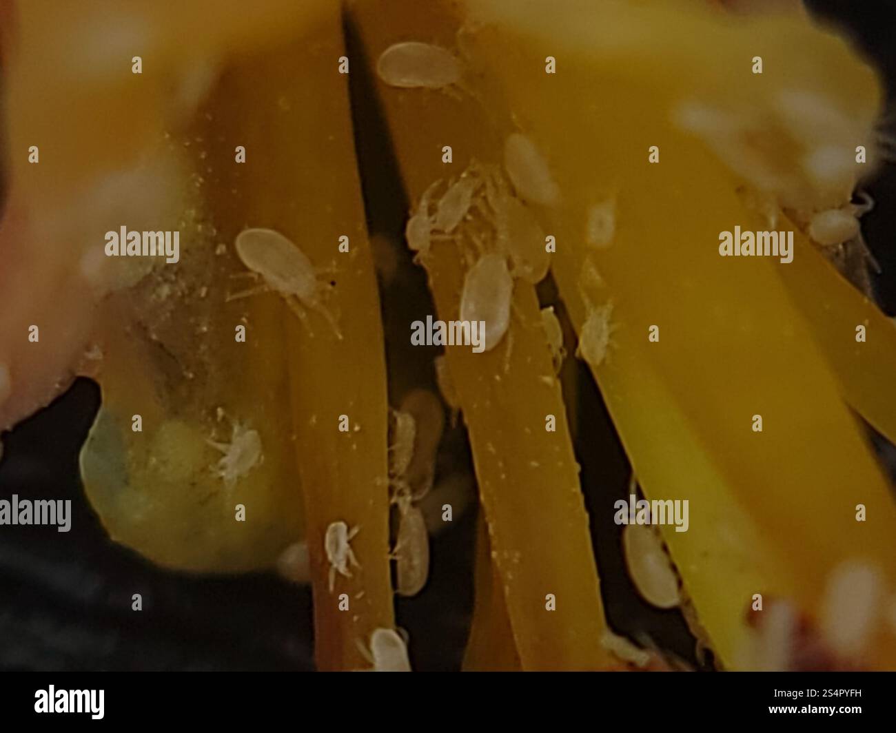 Mites and Ticks (Acari Stock Photo - Alamy