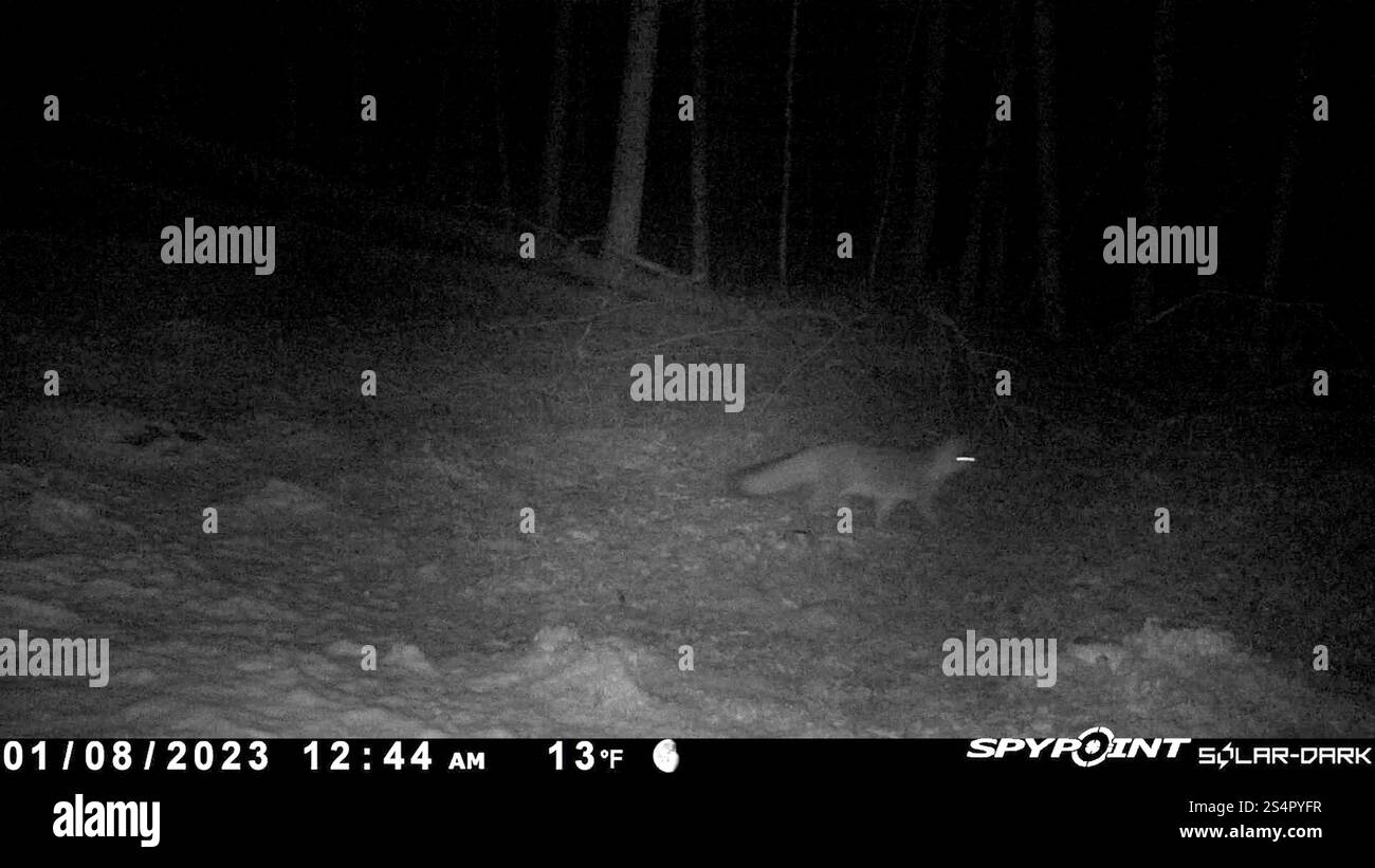 Gray Fox (Urocyon cinereoargenteus Stock Photo - Alamy