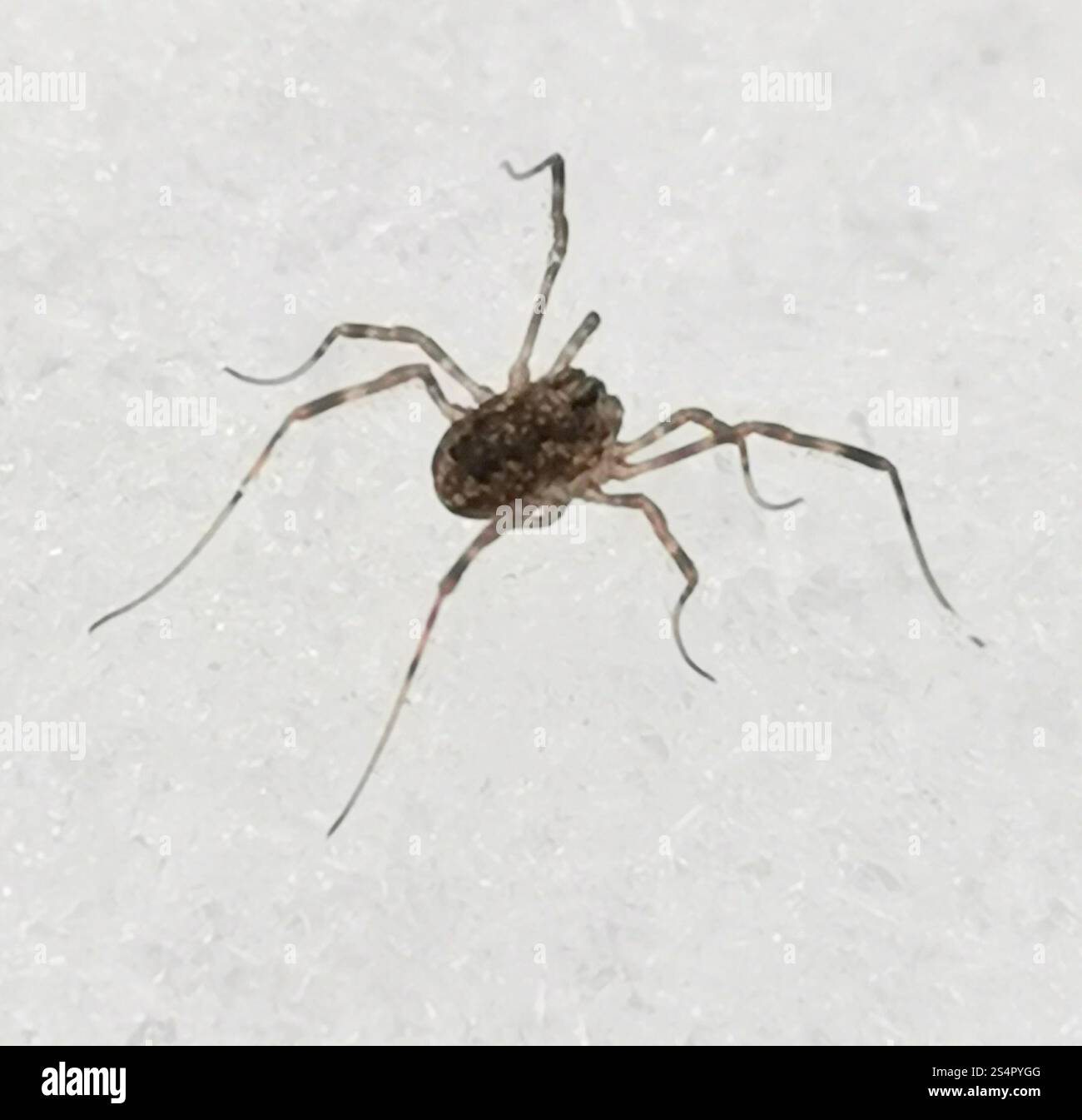 Spring Harvestman (Rilaena triangularis Stock Photo - Alamy