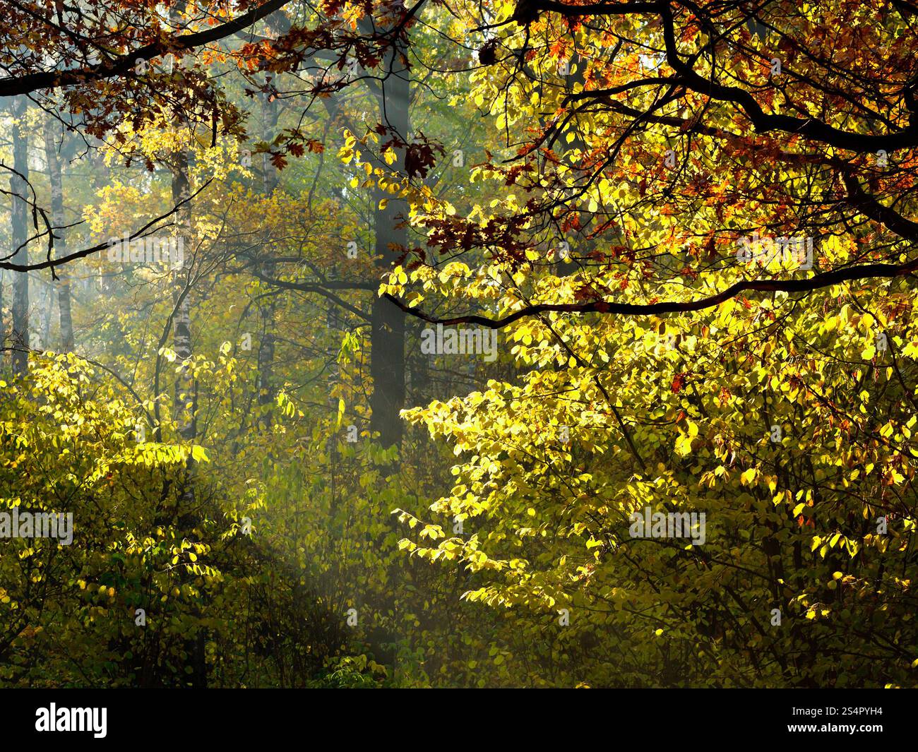 Sun through tree in hi-res stock photography and images - Alamy