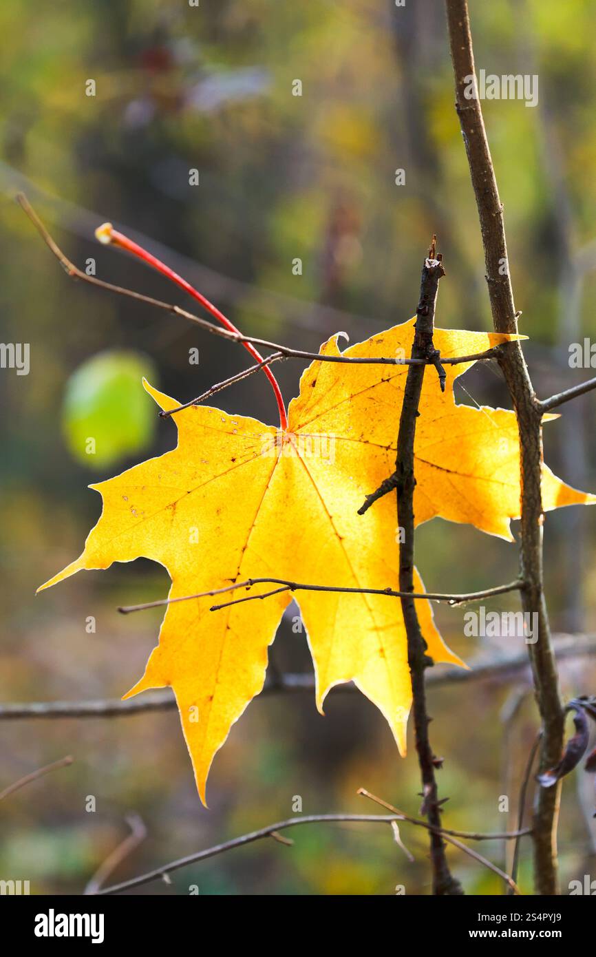 last yellow fallen maple leaf on twig in autumn forest Stock Photo - Alamy