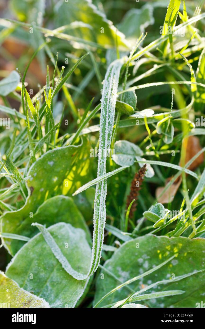 frozen green grass blade in autumn forest Stock Photo - Alamy
