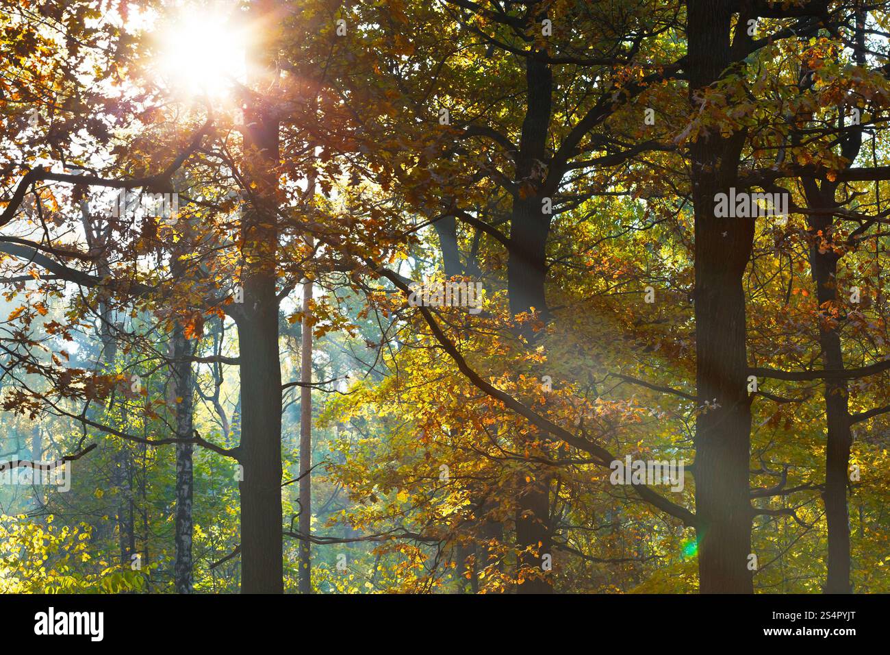 Light through the foliage hi-res stock photography and images - Alamy