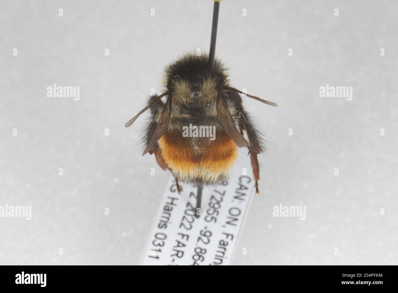 Tricolored Bumble Bee (Bombus ternarius Stock Photo - Alamy