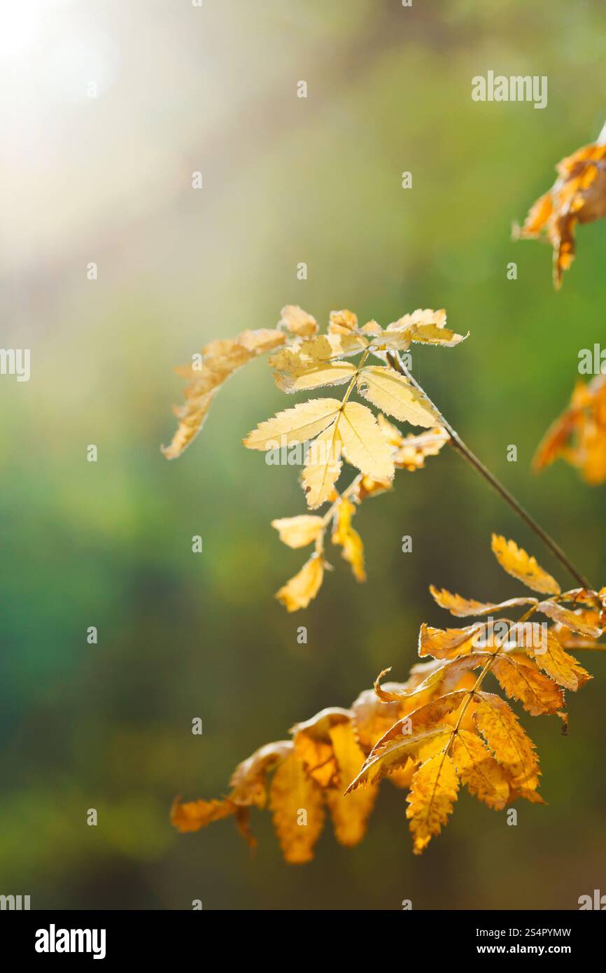 Forest in fall yellow hi-res stock photography and images - Alamy