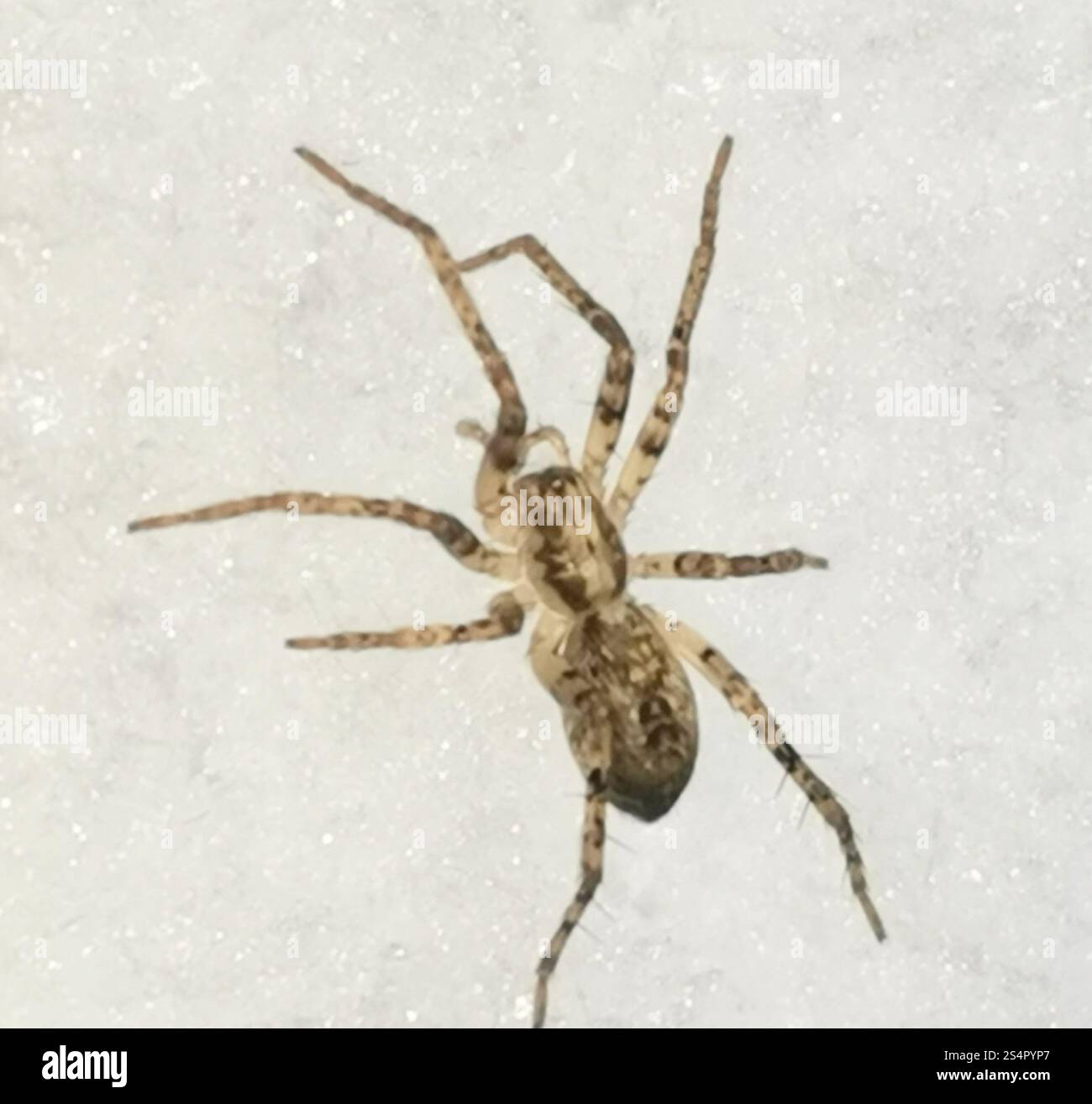 Buzzing Spider (Anyphaena accentuata Stock Photo - Alamy