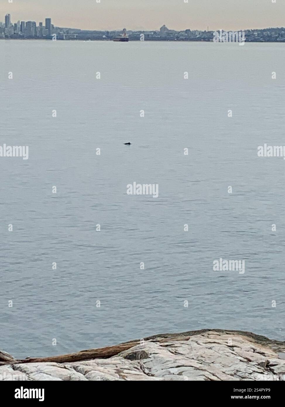 Harbour Porpoise (Phocoena phocoena Stock Photo - Alamy