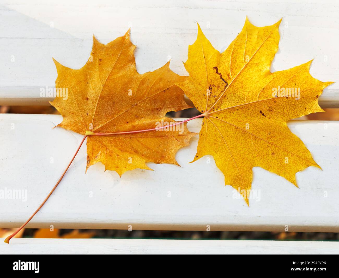 Fallen maple leaves in hi-res stock photography and images - Alamy