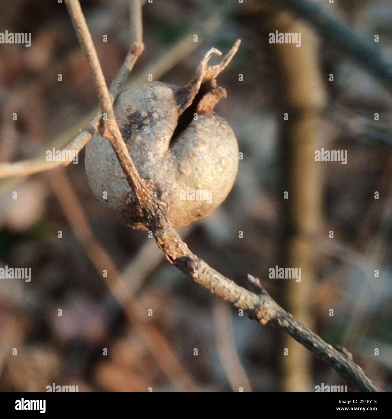 Hackberry Petiole Gall Psyllid (Pachypsylla venusta Stock Photo - Alamy
