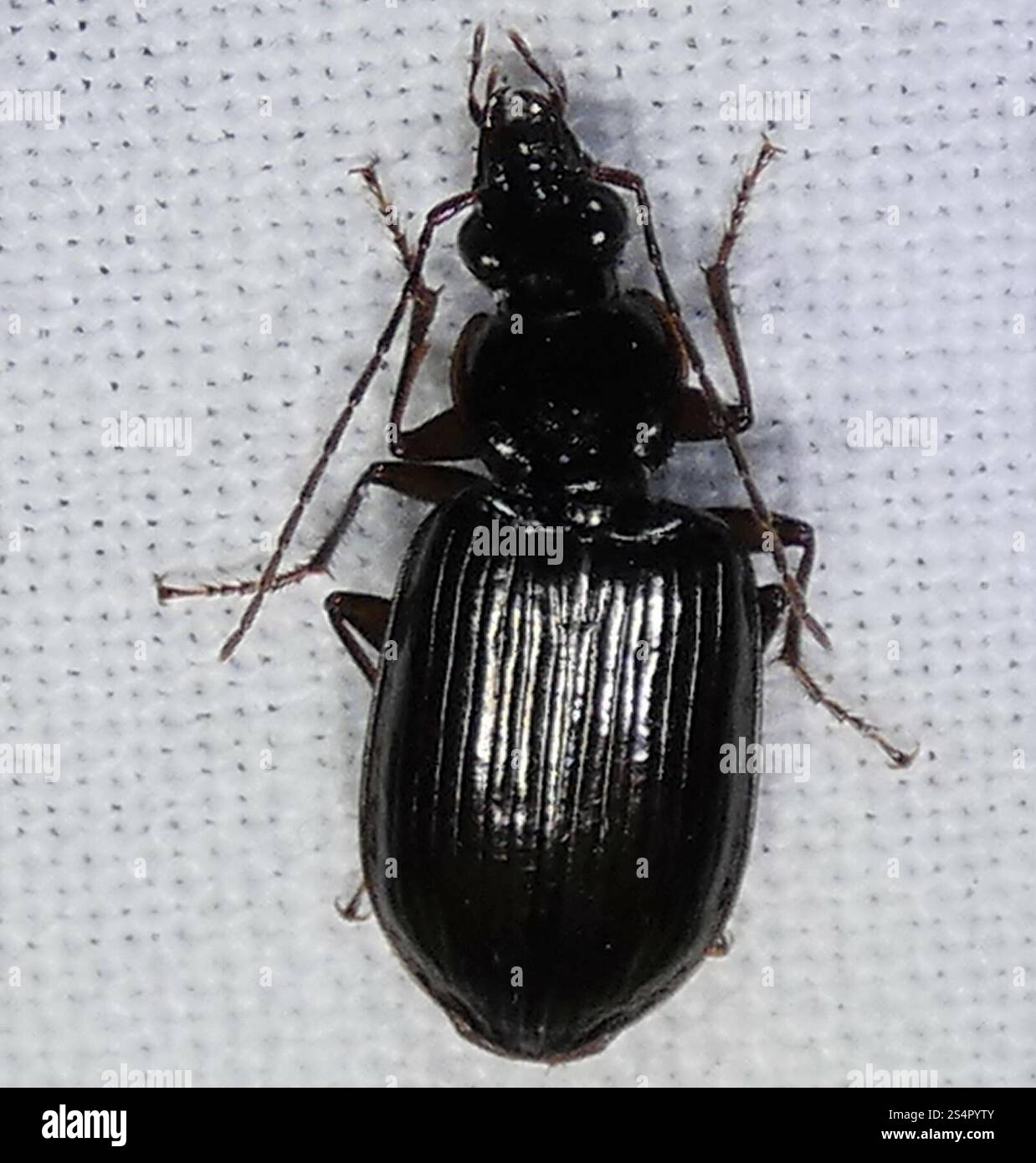 Ground Beetles (Carabidae Stock Photo - Alamy
