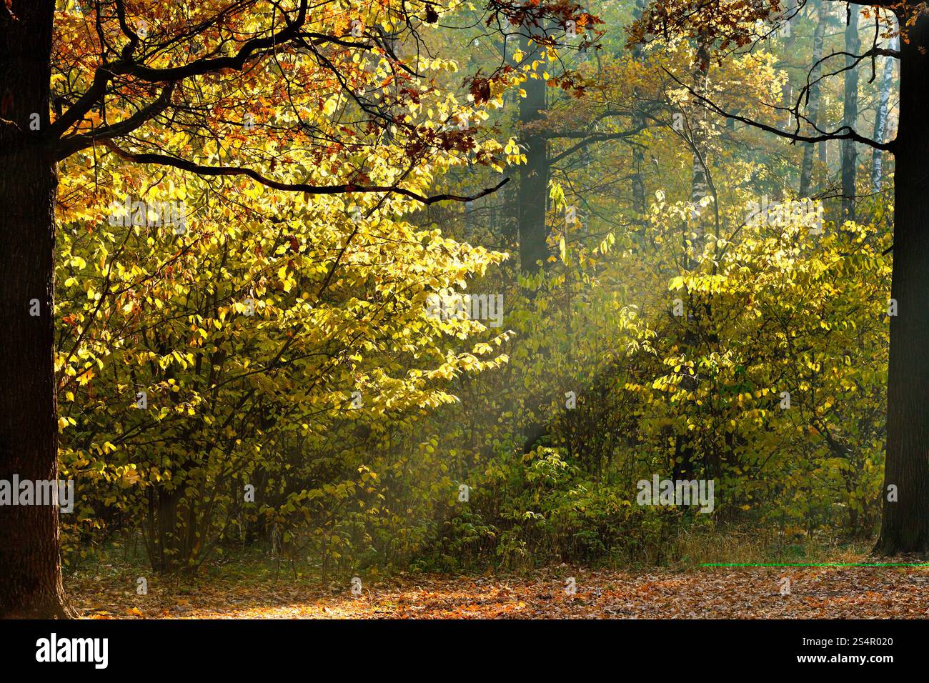 Sunlight through foliage hi-res stock photography and images - Alamy