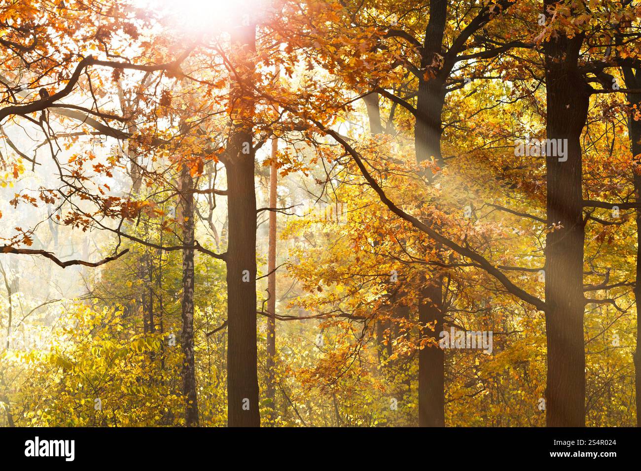 Sun through tree in hi-res stock photography and images - Alamy