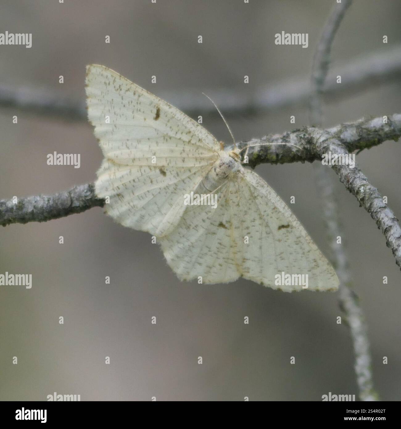 Orange Moth (Angerona prunaria Stock Photo - Alamy