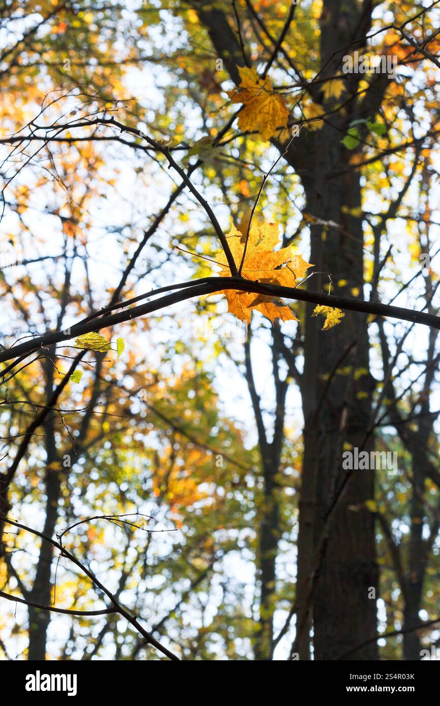 Tree falling in forest hi-res stock photography and images - Alamy
