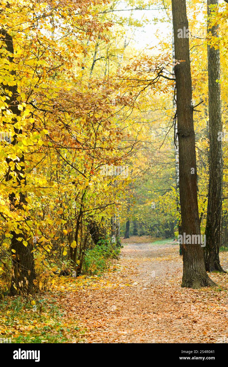 Pathway fallen yellow leaves hi-res stock photography and images - Alamy