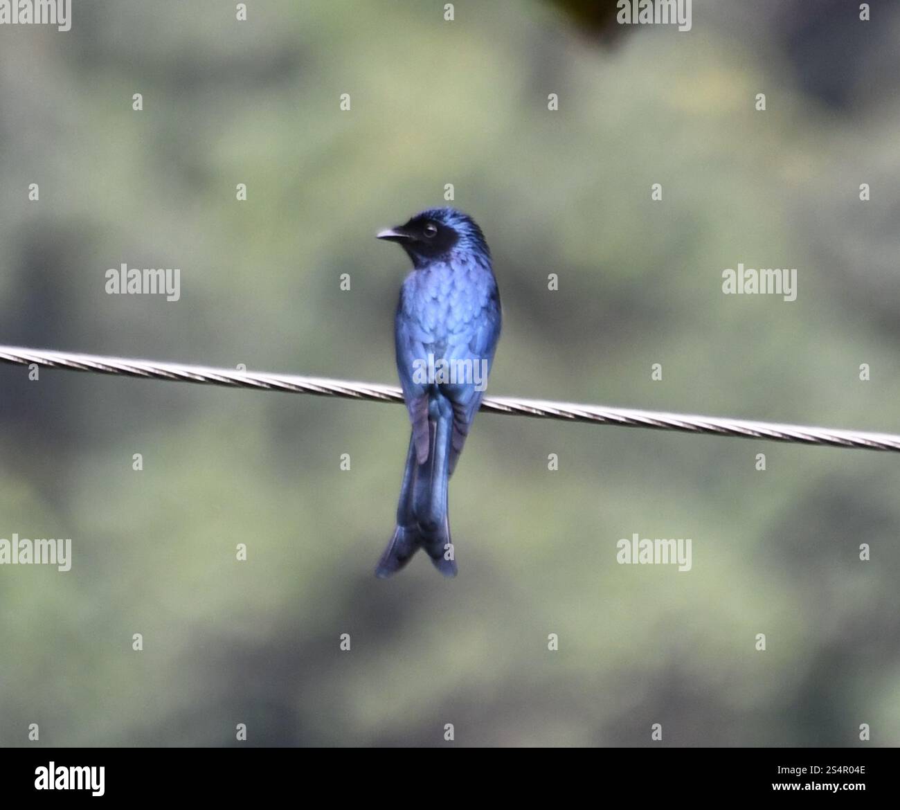 Bronzed Drongo (Dicrurus aeneus Stock Photo - Alamy