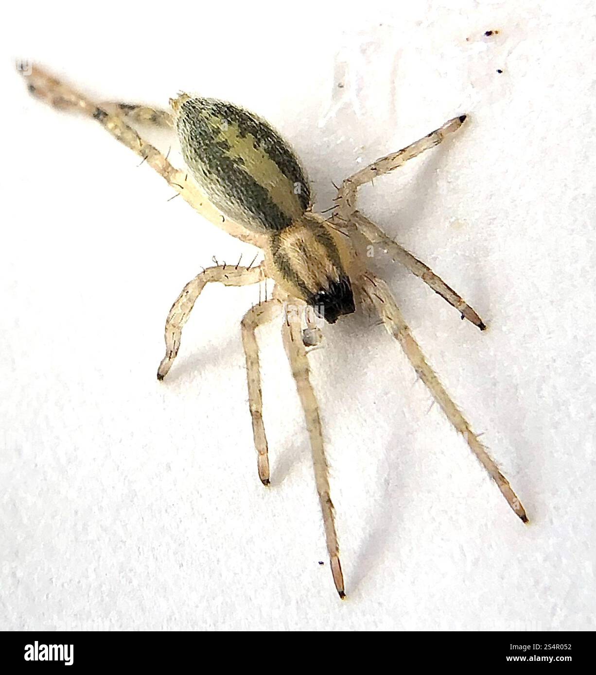 garden ghost spider (Hibana gracilis Stock Photo - Alamy