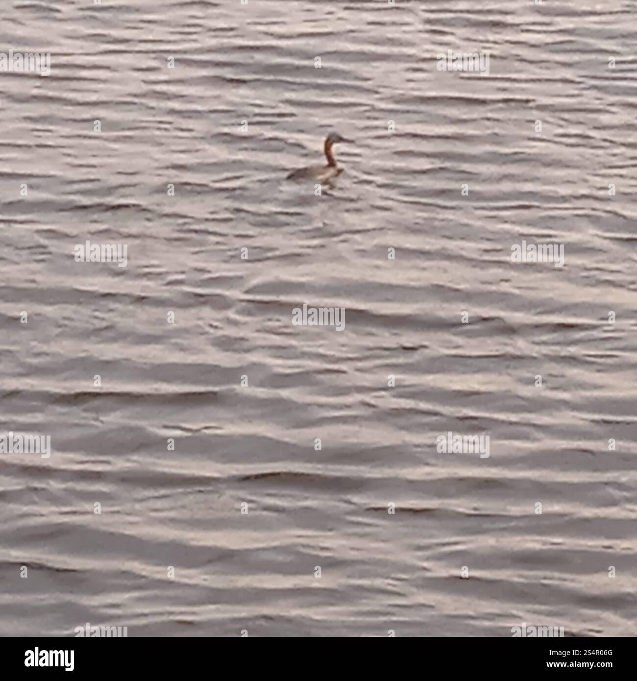 Great Grebe (Podiceps major Stock Photo - Alamy