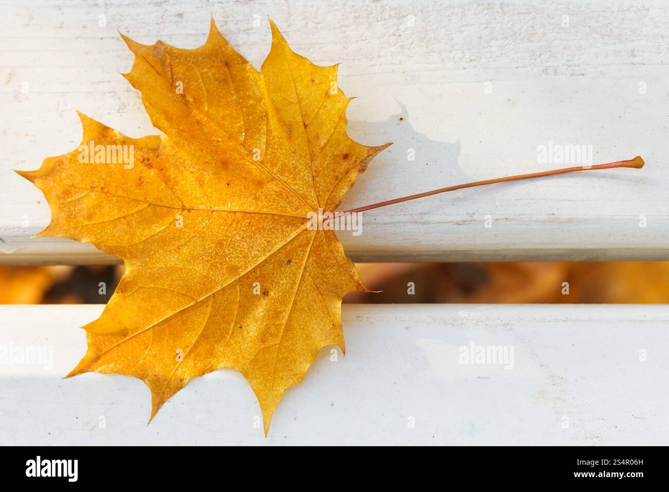 Bench on autumn park hi-res stock photography and images - Alamy