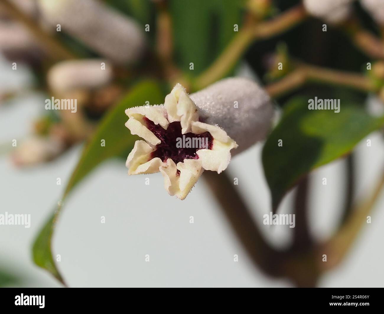 skunk vine (Paederia foetida Stock Photo - Alamy