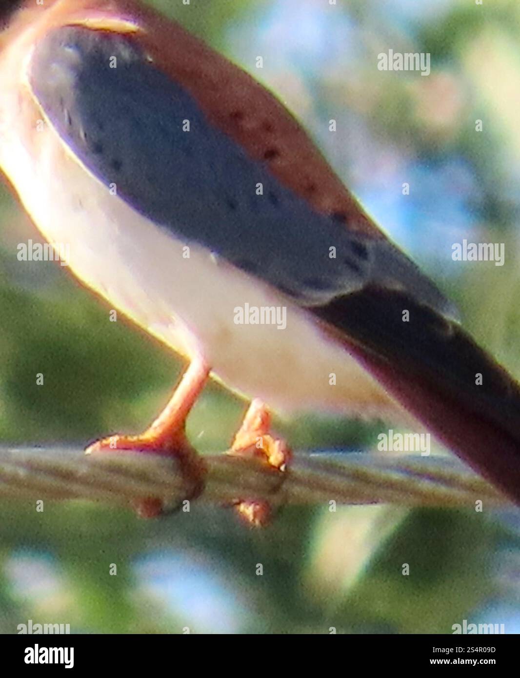 Cuban Kestrel (Falco sparverius sparverioides Stock Photo - Alamy