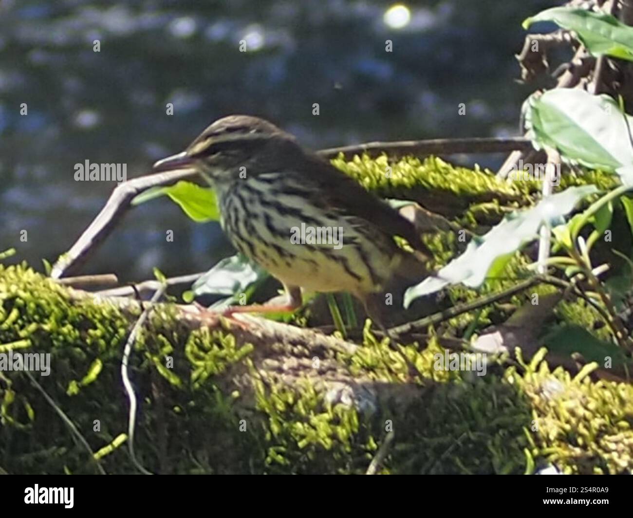 Northern Waterthrush (Parkesia noveboracensis Stock Photo - Alamy