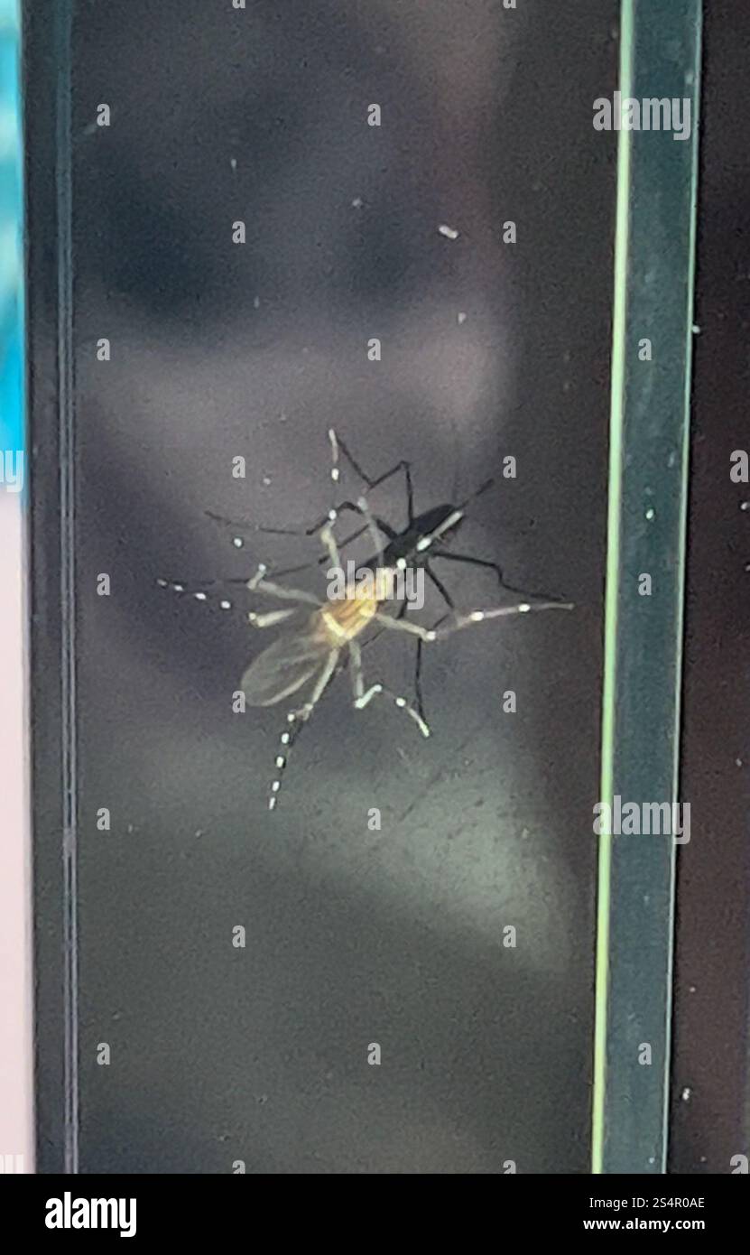 Striped Mosquito (Aedes notoscriptus Stock Photo - Alamy