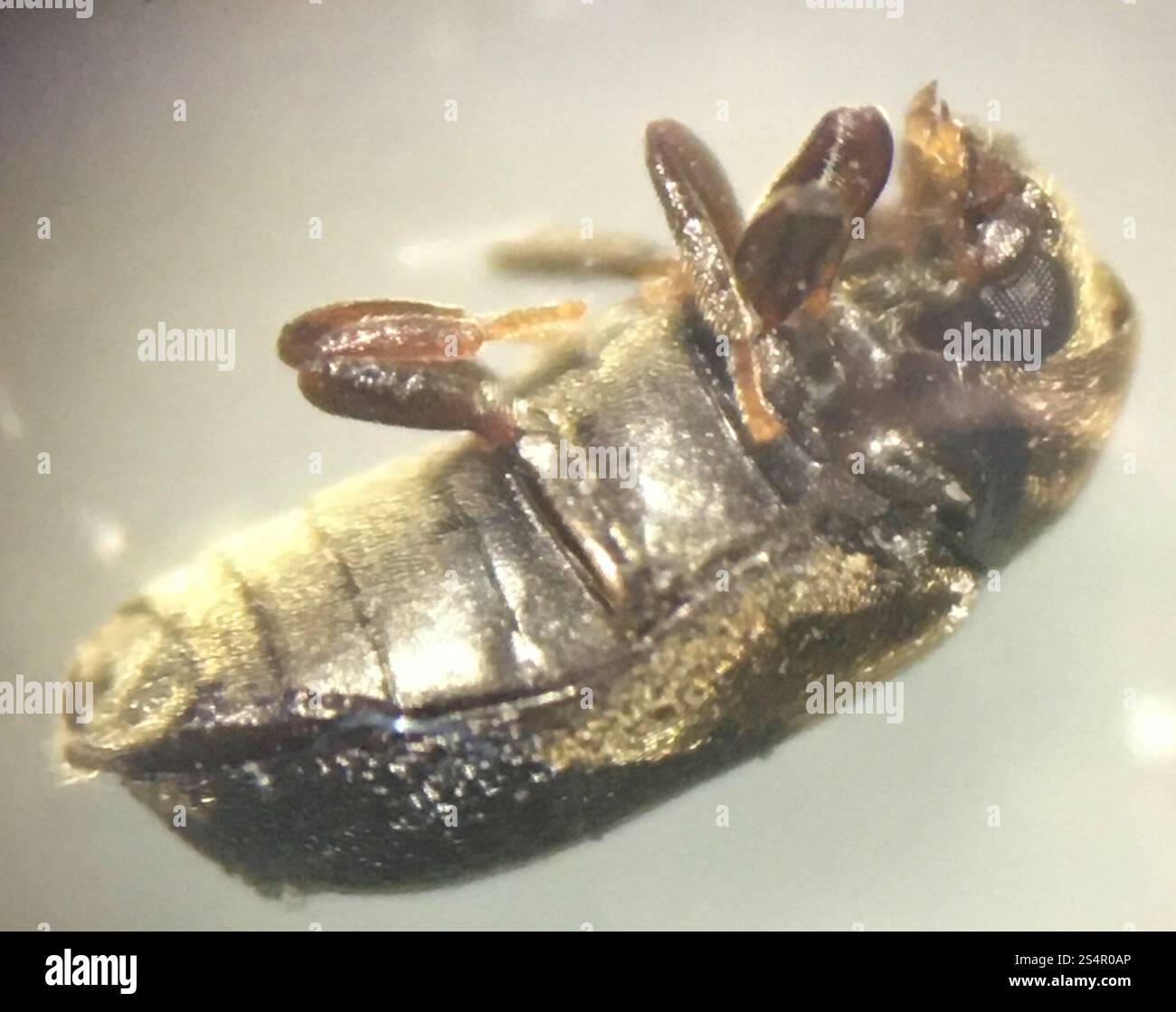 Deathwatch, Spider, and Wood-borer Beetles (Ptinidae Stock Photo - Alamy