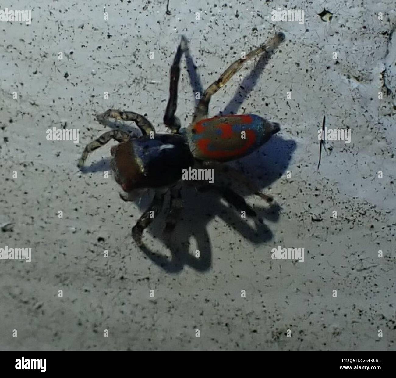 Common Peacock Spider (Maratus pavonis Stock Photo - Alamy