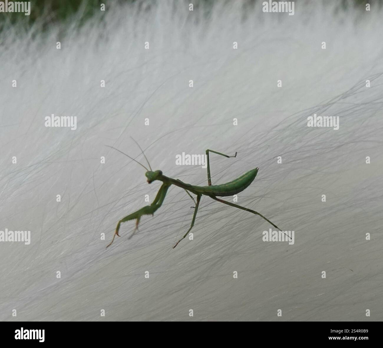 False Garden Mantis (Pseudomantis albofimbriata Stock Photo - Alamy