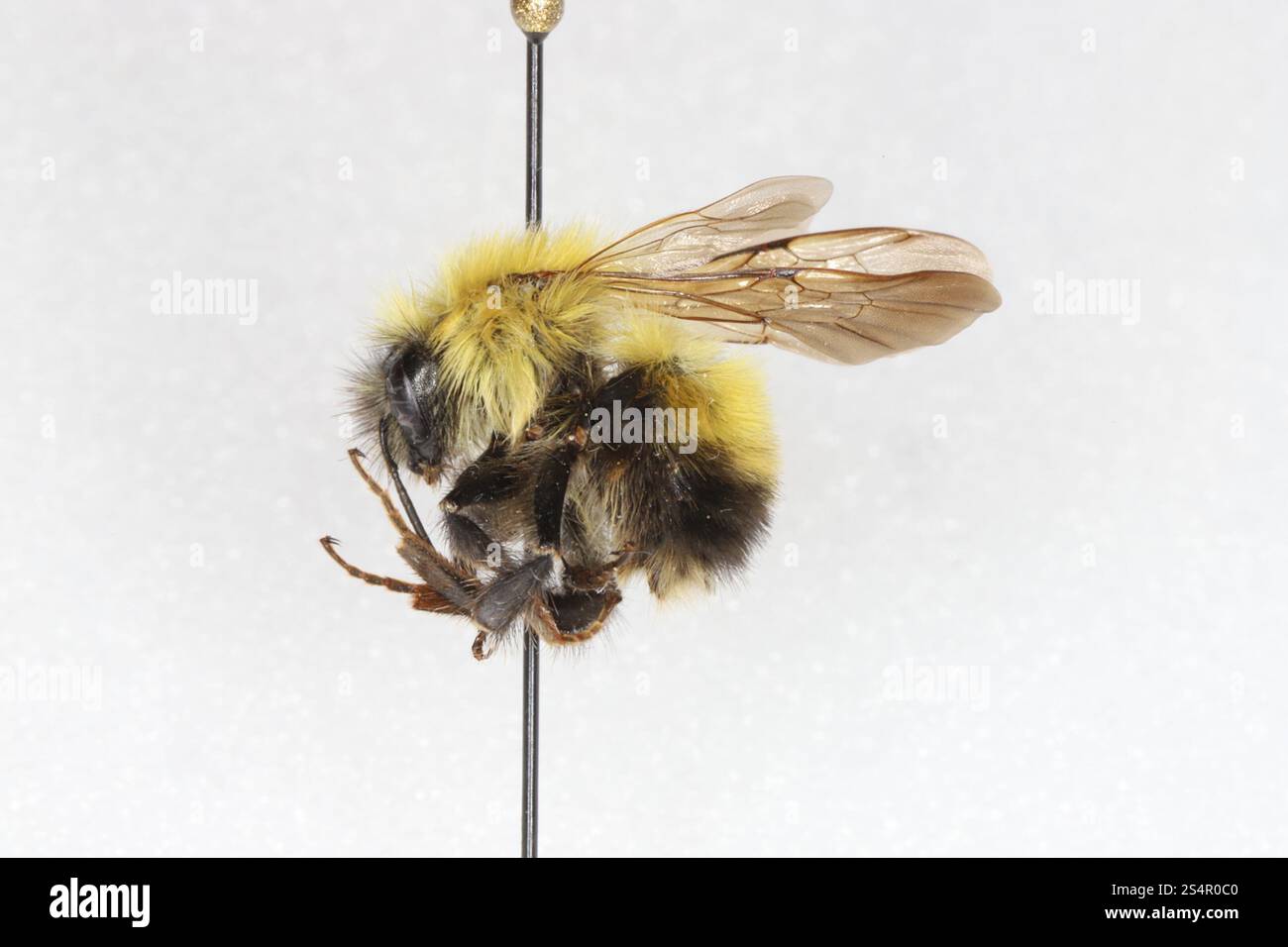 Perplexing Bumble Bee (Bombus perplexus Stock Photo - Alamy