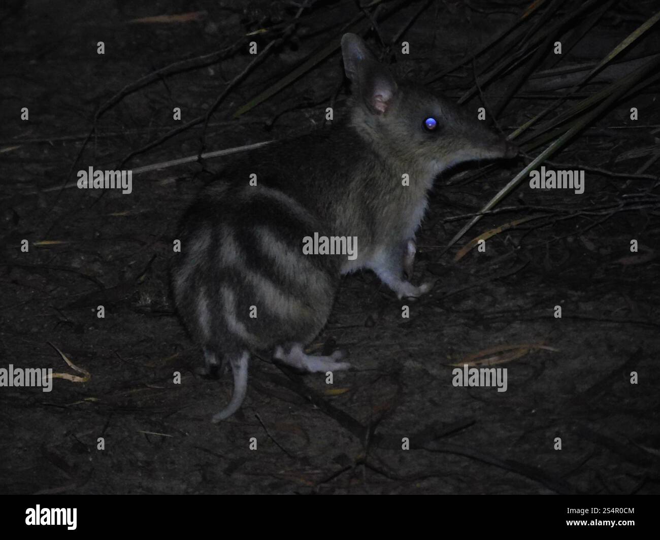 Eastern Barred Bandicoot (Perameles gunnii Stock Photo - Alamy