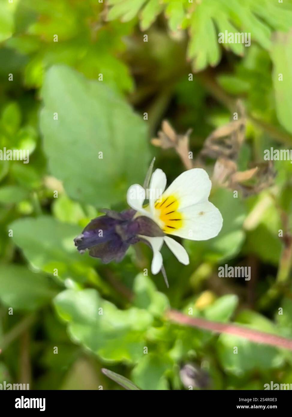 European field pansy (Viola arvensis Stock Photo - Alamy