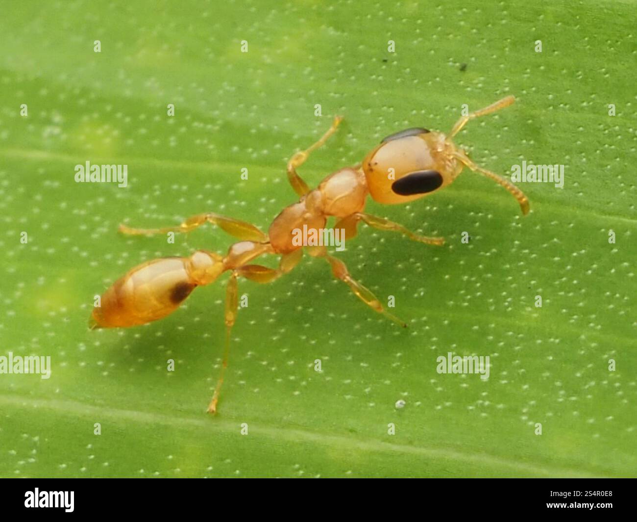 Twig Ants (Pseudomyrmex Stock Photo - Alamy