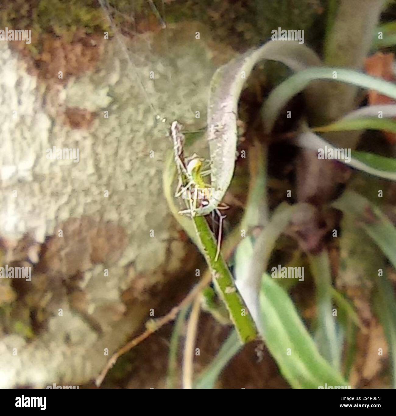Assassin Bugs (Reduviidae Stock Photo - Alamy