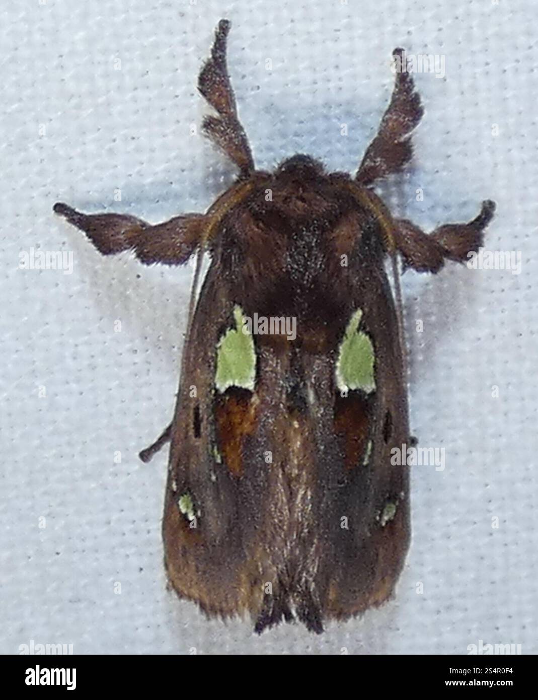 Spiny Oak-slug Moth (Euclea delphinii Stock Photo - Alamy